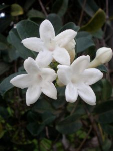 Pikake, Oahu, hawaii | Attract Essentials