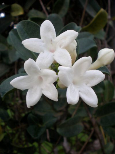 Pikake, Oahu, hawaii | Attract Essentials